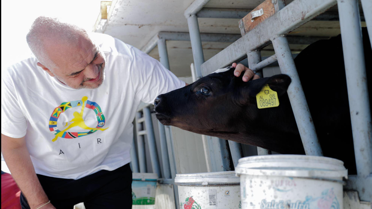 Murtaja që po shfaros lopët - Albanian Insider Agency