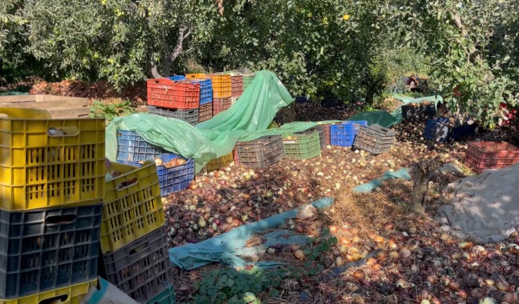 Qepa e Korcës dhe sivjet në plehra. Qepa e importit mbyt tregun ...