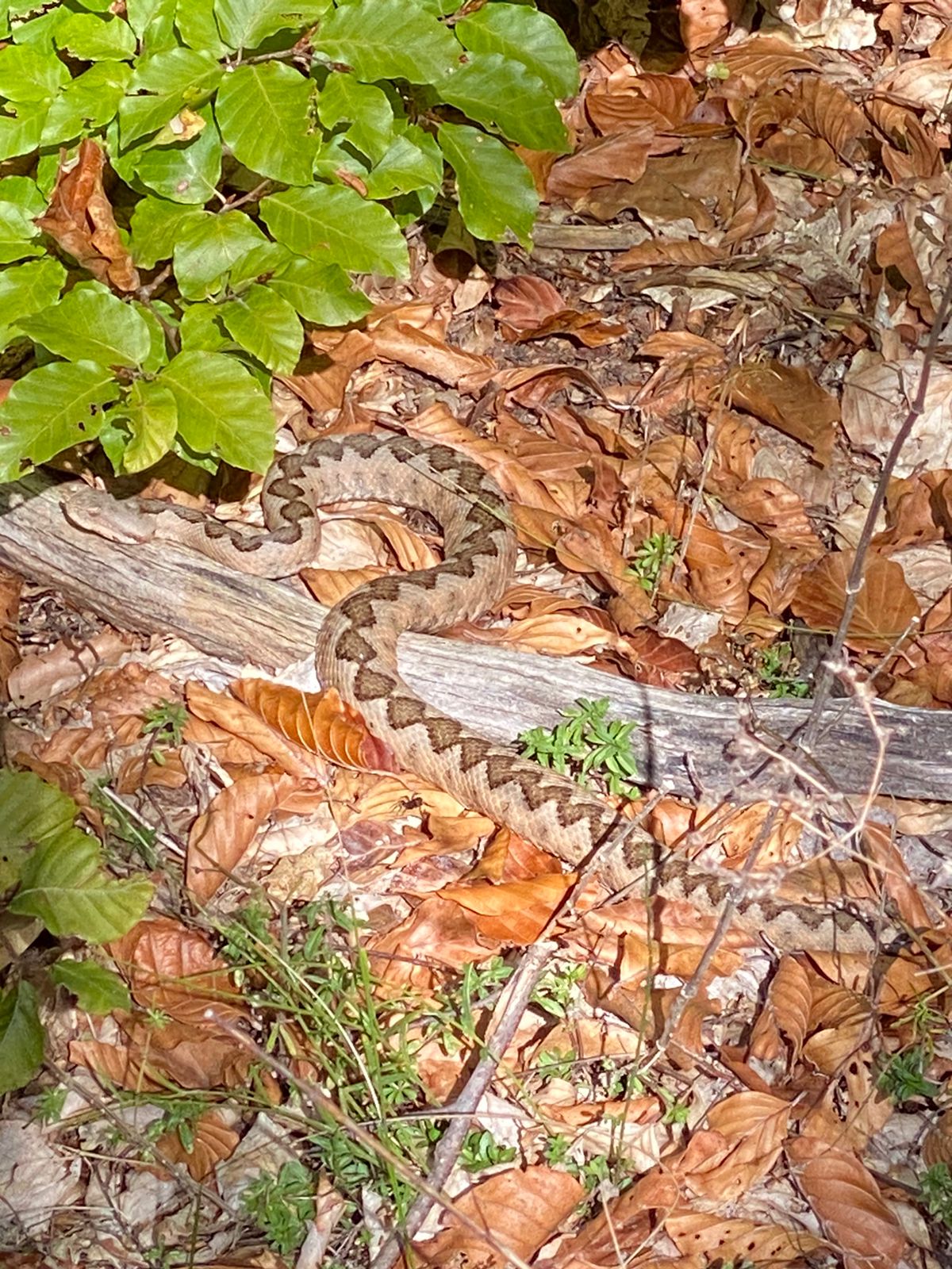 Nepërka e rrallë shfaqet në pyjet e Klosit - Albanian Insider Agency