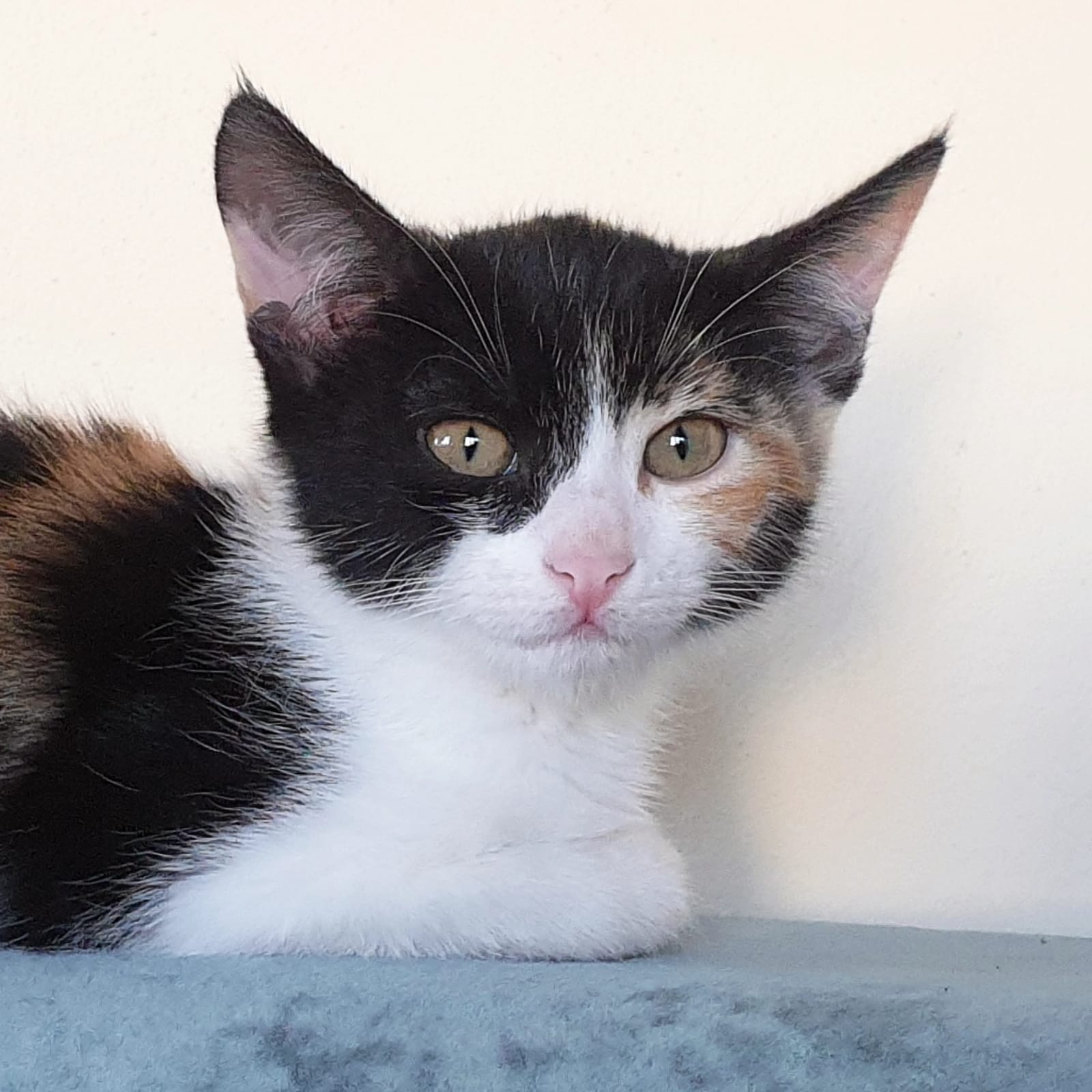 Pse macet janë 'kafsha shtëpiake më e vlerësuar' e besimit mysliman ...