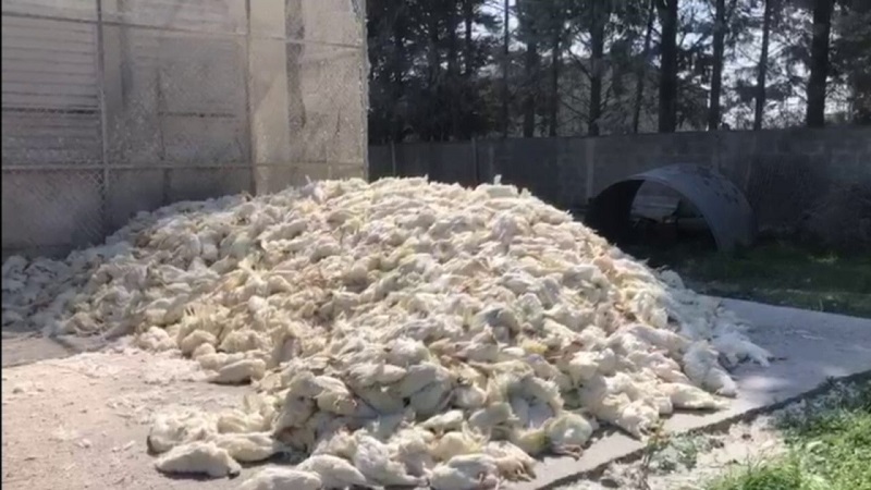 Ngordhin 2 mijë shpendë nga gripi i pulave në fermën e REA's në Durrës ...