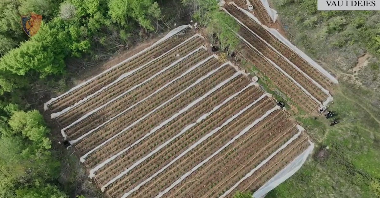 Lulëzon hashashi/ Zbulohen parcelat në Vaun e Dejës (Video) - Albanian ...
