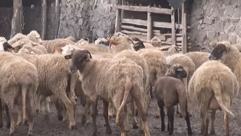 Ndalohet shitja e dhenve dhe e dhive në territorin shqiptar - Albanian ...