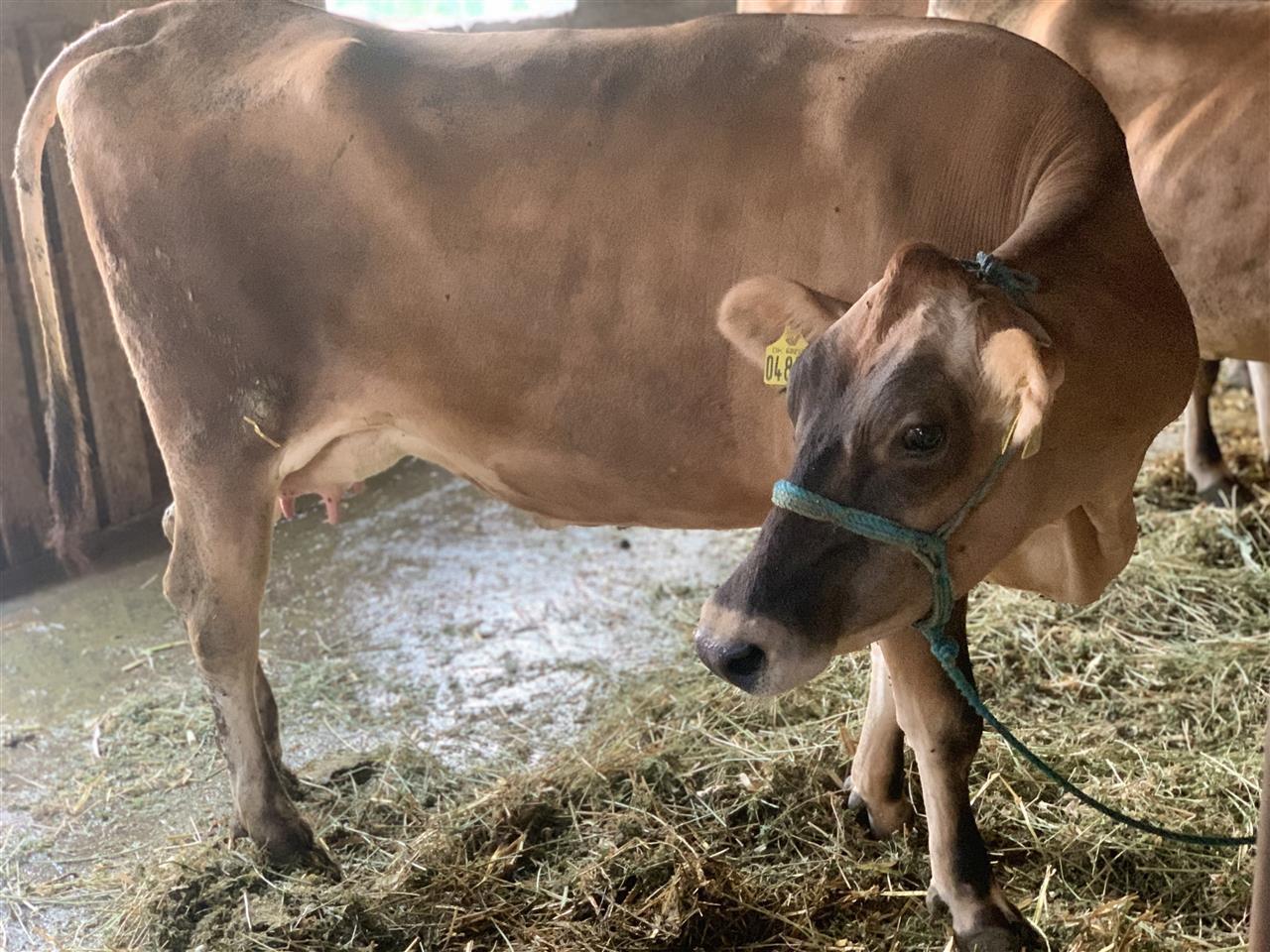 Shqipëria s'ka më lopë - Albanian Insider Agency