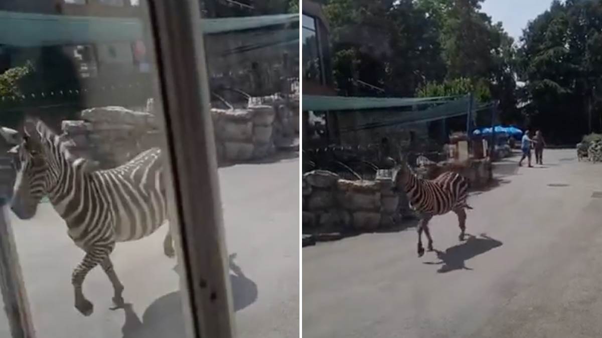 (Video) Çmendet zebra në Beograd. Arratiset nga kopshti zoologjik ...