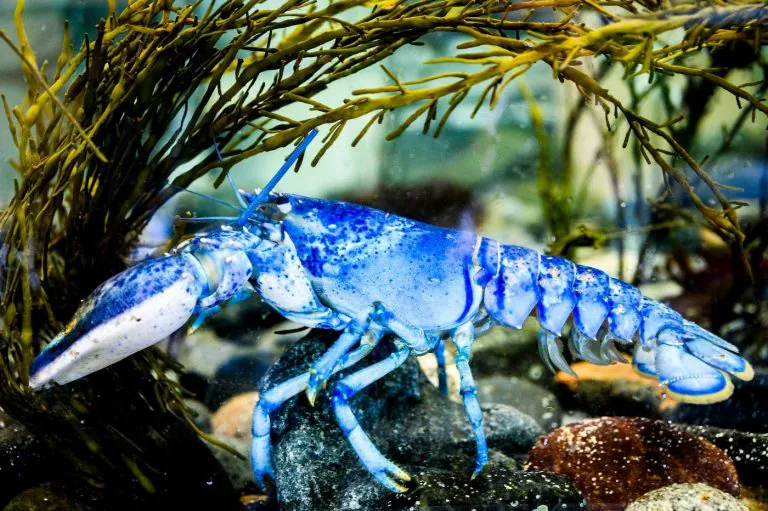 E rrallë dhe kaq e mrekullueshëm: Karavidhja Blu Elettrike ose "Neptune ...