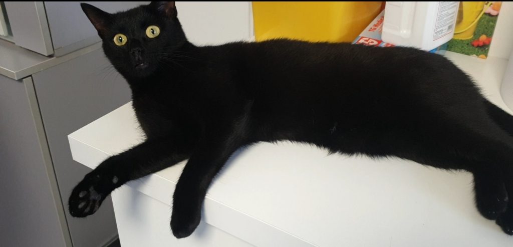 Në cilat vende macja e zezë është simbol i fatit të mirë? - Albanian ...